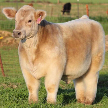 Fluffy Groomed Cows Shampooed And Blow-Dried To Perfection - Share Troopers