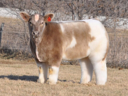 Fluffy Groomed Cows Shampooed And Blow-Dried To Perfection - Share Troopers
