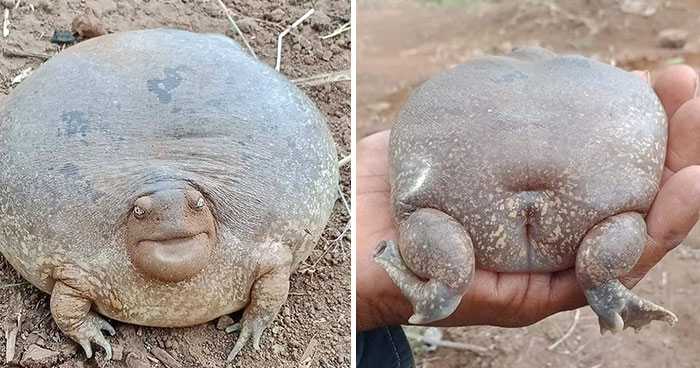 From A Galaxy Far, Far Away? We Found The Real Life “Jabba The Hutt ...